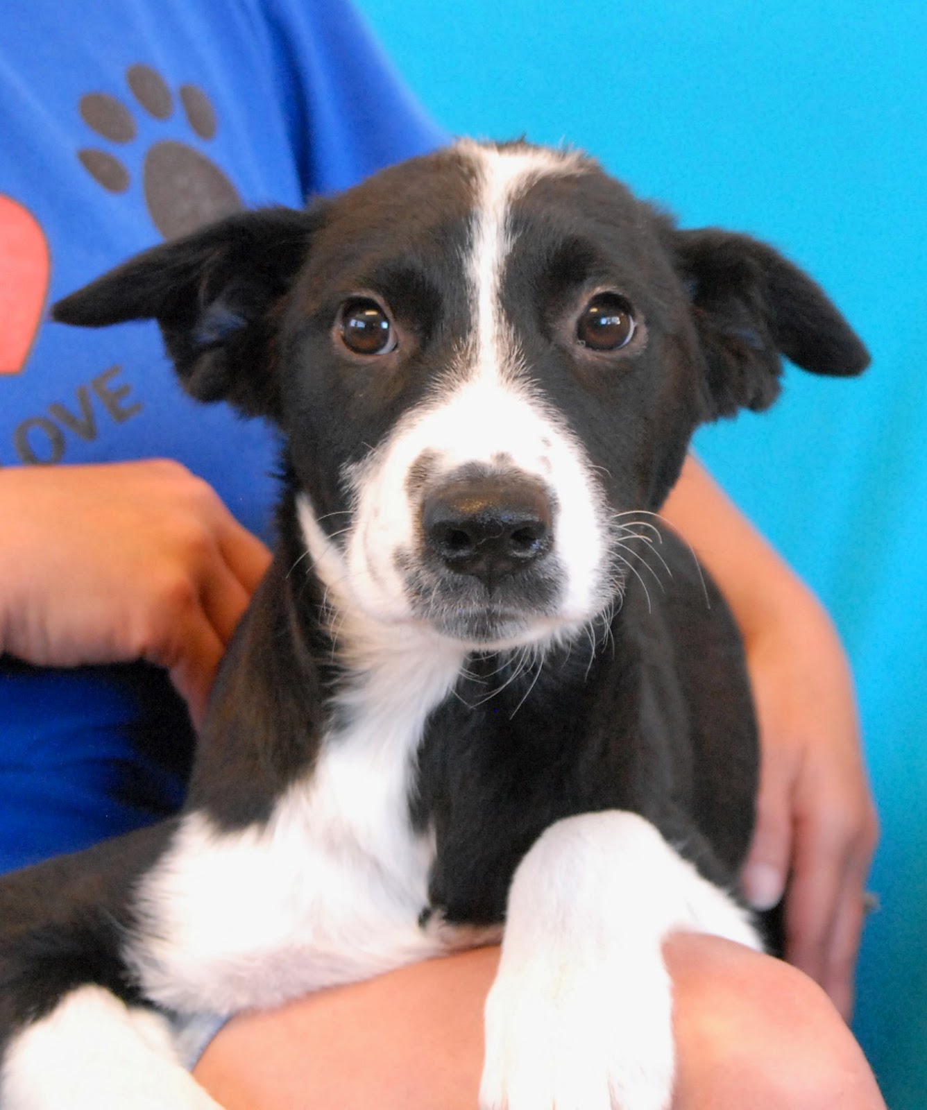 The California Dreaming Puppies, debuting for adoption!