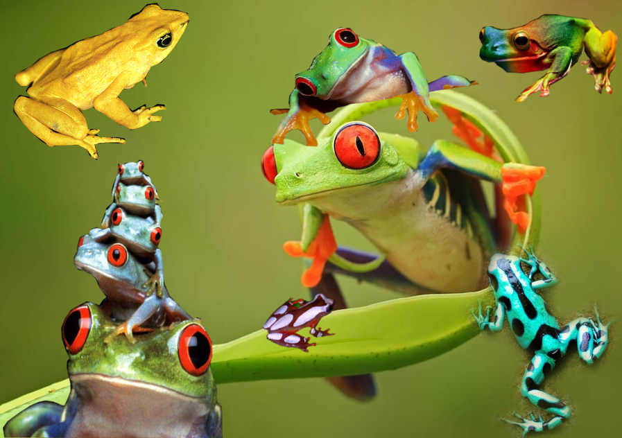 AnaRanitas: Aqui teneis unos cuantos tipos de ranas, la fotografia es ...