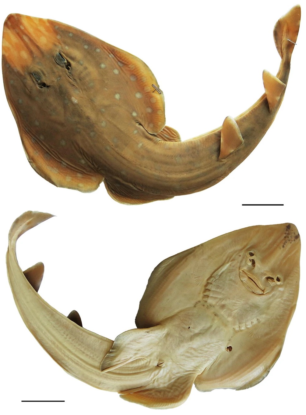 Species New to Science: [Ichthyology • 2021] Acroteriobatus andysabini ...