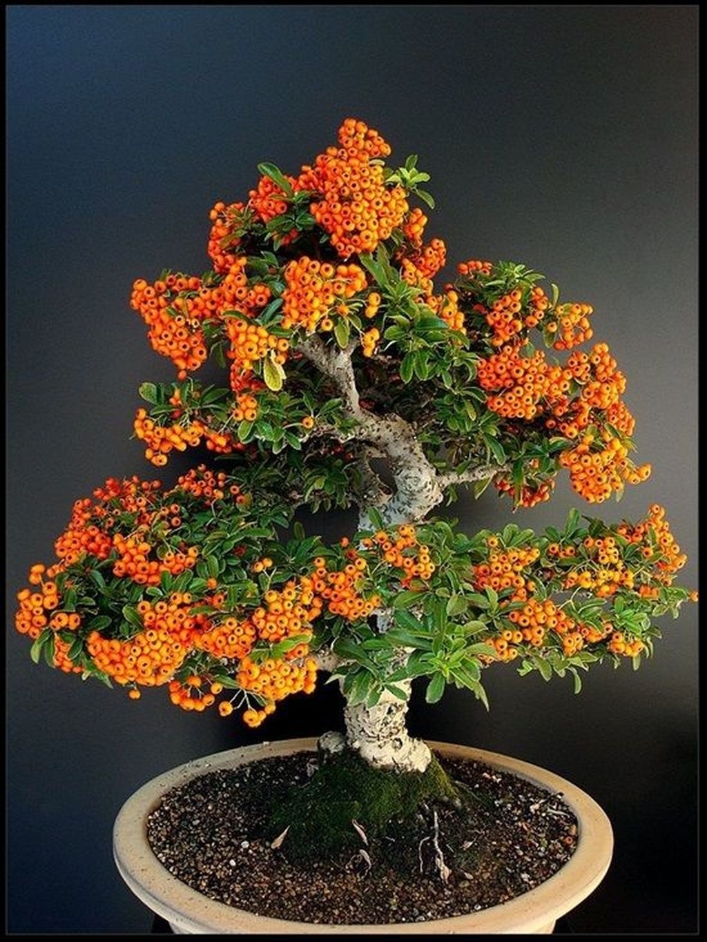 45+ Unique Bonsai Trees Gardening Ideas For Backyard | ARA HOME