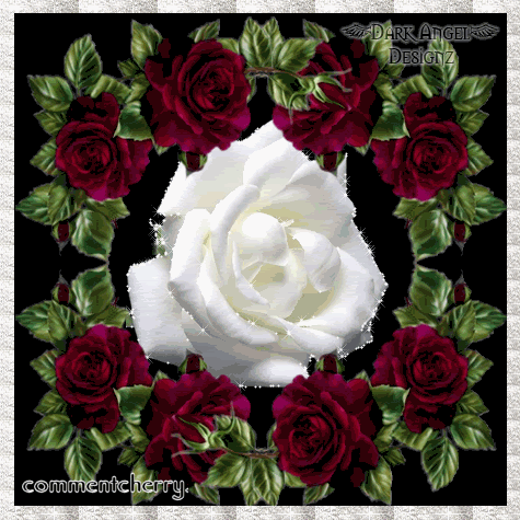 White Rose Animated Wallpapers - flowershdwallpapers