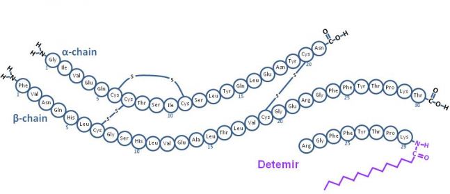 Insulin Detemir-Dose,Functions,Prevention, Side Sffects,Etc. - Diabetes ...