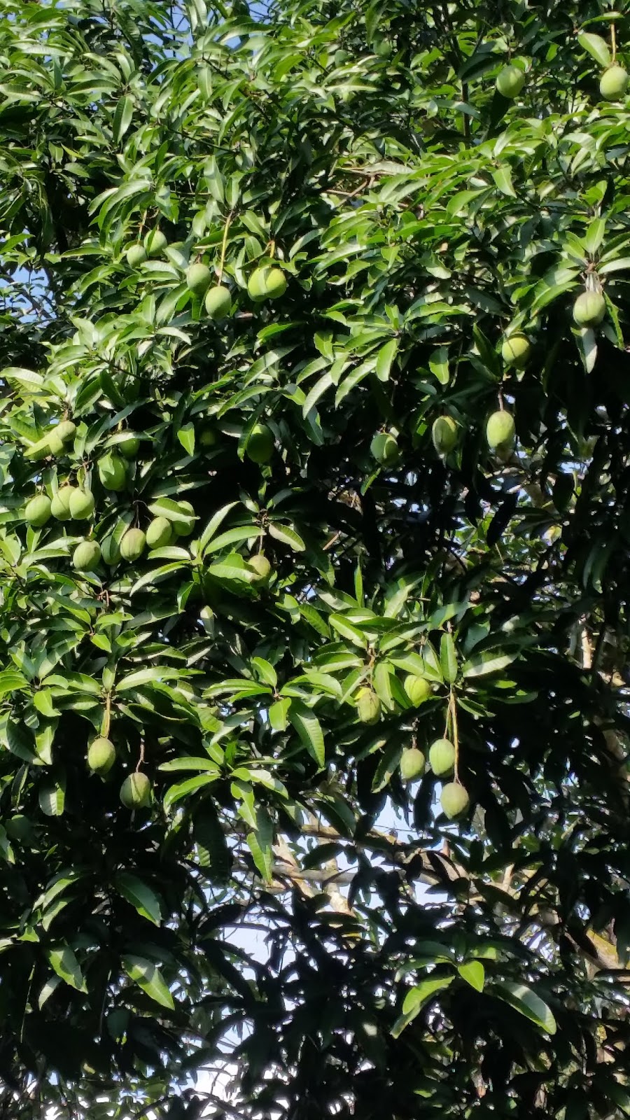 Warisan Petani: Musim Buah Kuini