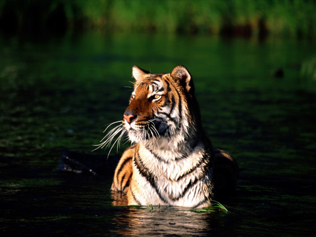 ANIMALS OF SUNDARBAN | LOOK BANGLADESH
