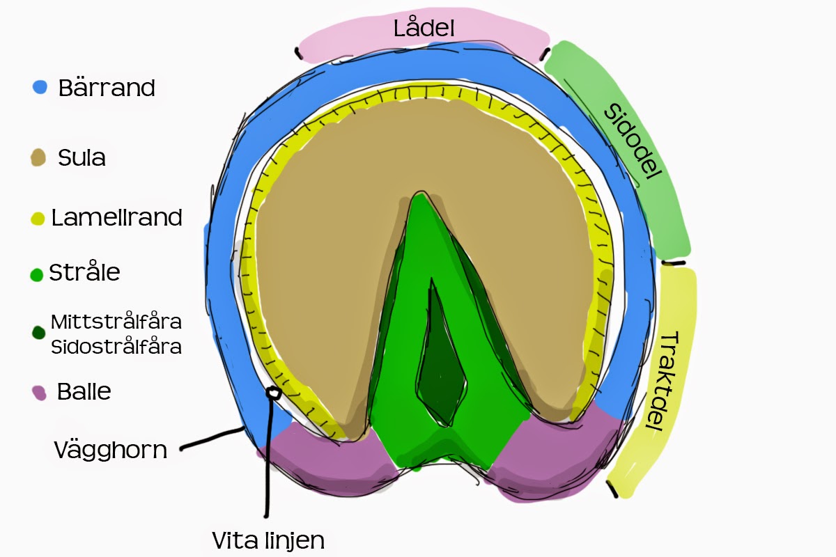 Ida Boijer: Kavioasiaa