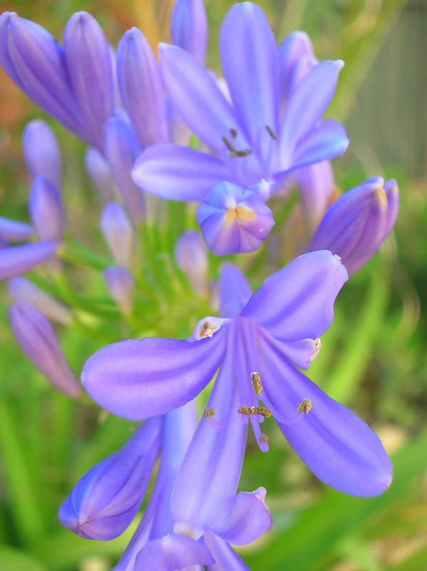 Recregarden: AGAPANTHUS SP.