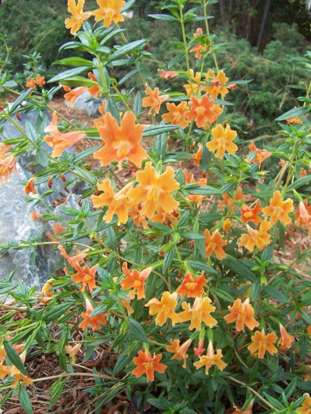 The 2 Minute Gardener: Photo - Monkey Flower (Mimulus aurantiacus)