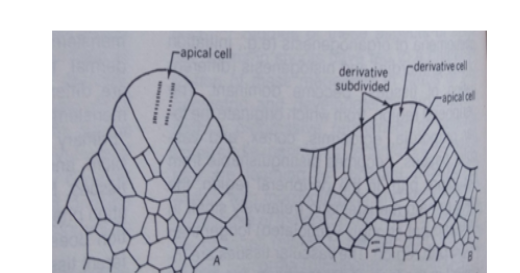 Department of Botany, Girraj Govt. College: Theories of Shoot Apex and ...