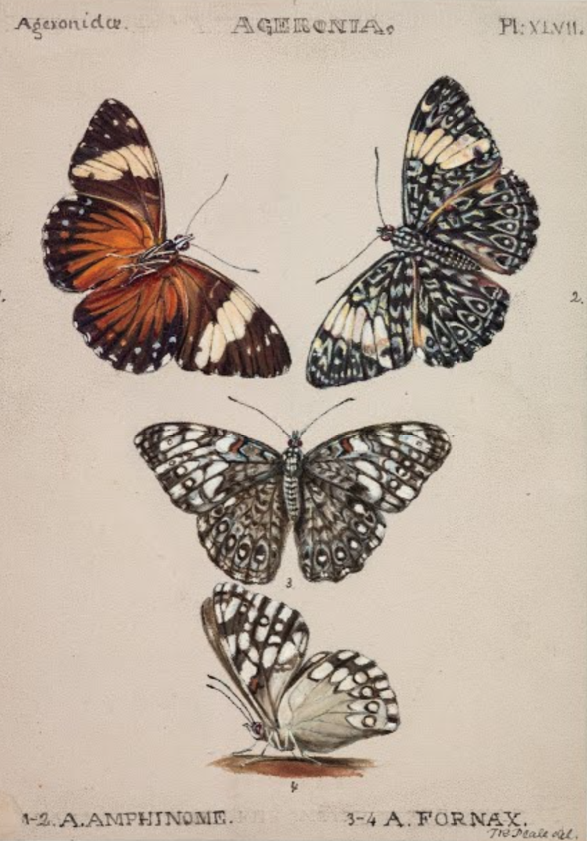 Red cracker, Hamadryas amphinome, Plate XLVII from The Butterflies of ...