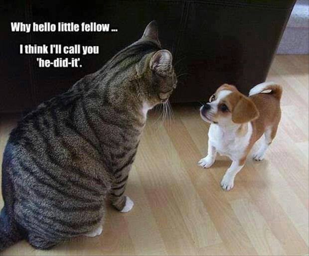 Cool Funny Memes: Cool Funny Memes