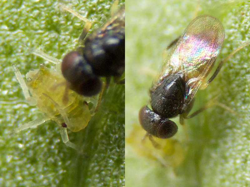 ムシをデザインしたのはダレ？: ツヤコバチ科 ( Aphelinus sp. ) 産卵 と Host feeding