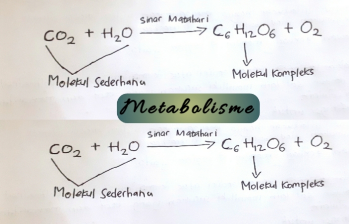 Materi Biologi SMA Kelas XII Tentang Pengertian Dan Jenis-Jenis ...