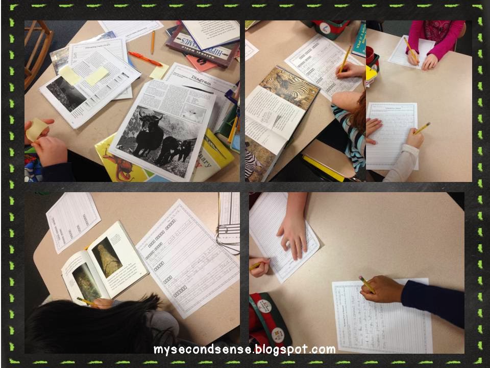 My Second Sense: Interactive Animal Research