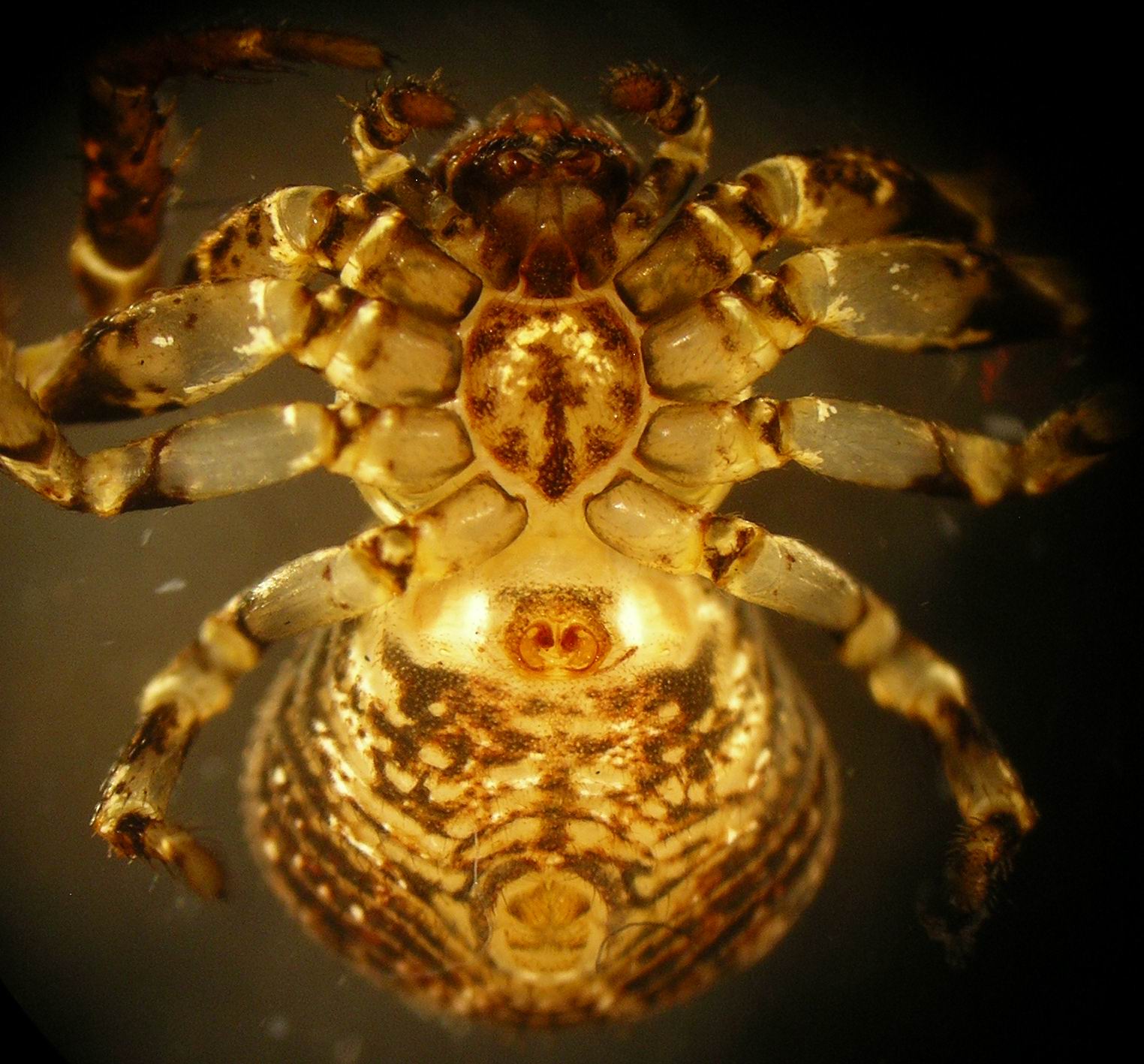 Adventures Of A Pine Cone Spider Collector: 12-Dec-2017 West Seattle ...