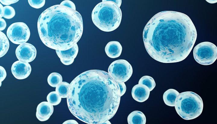 Clasificación de los seres vivos: Dominio "Archaea"