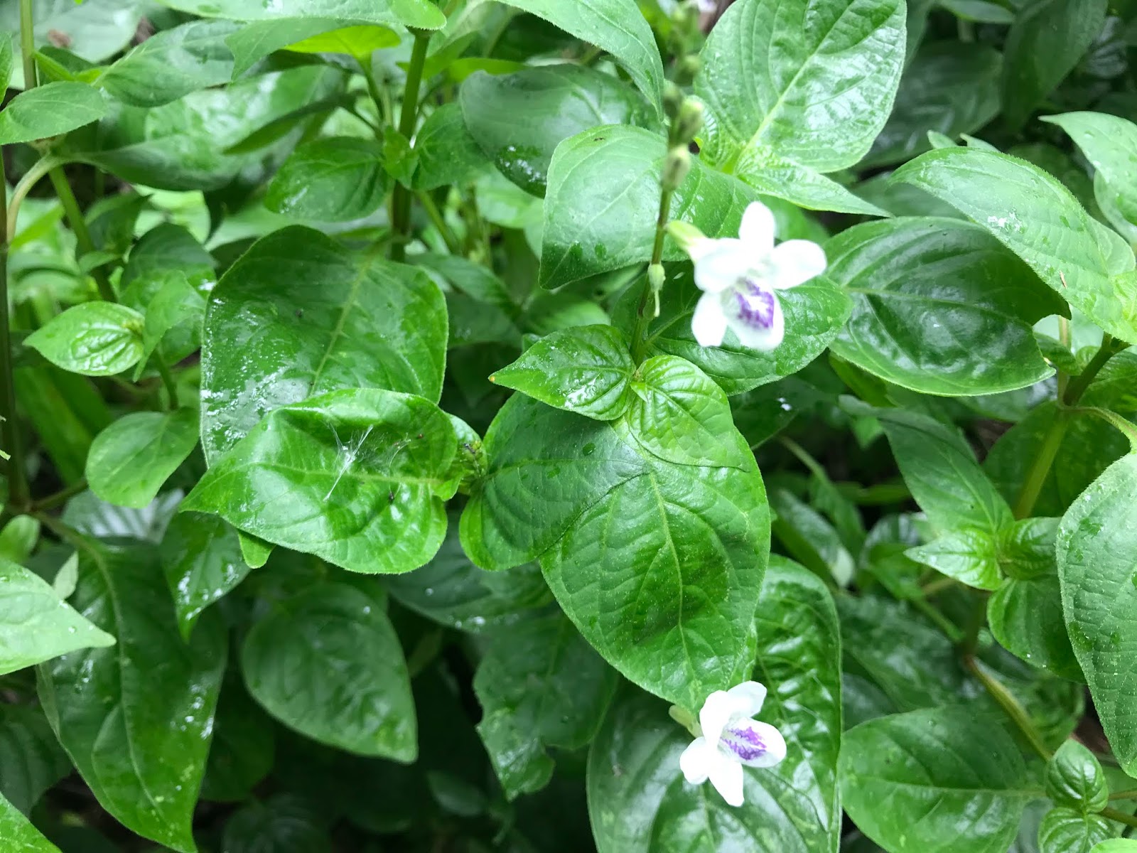 新/马草药自然医学: 宽叶十万错功效与作用.Asystasia Gangetica uses. pokok Ara songsang.