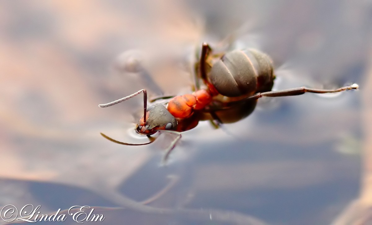 Fotograf LindaElm: Badande myror - Swimming ants