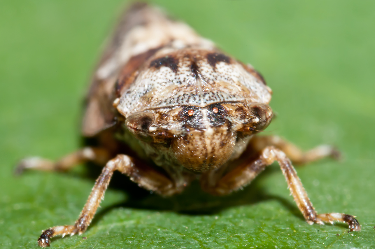 Bugs of Mackie: Douglas-fir Spittlebug - Aphrophora permutata