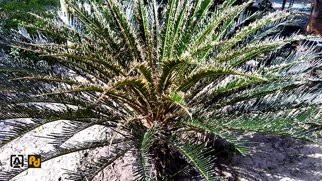 diseases of cycas (Sago palm)