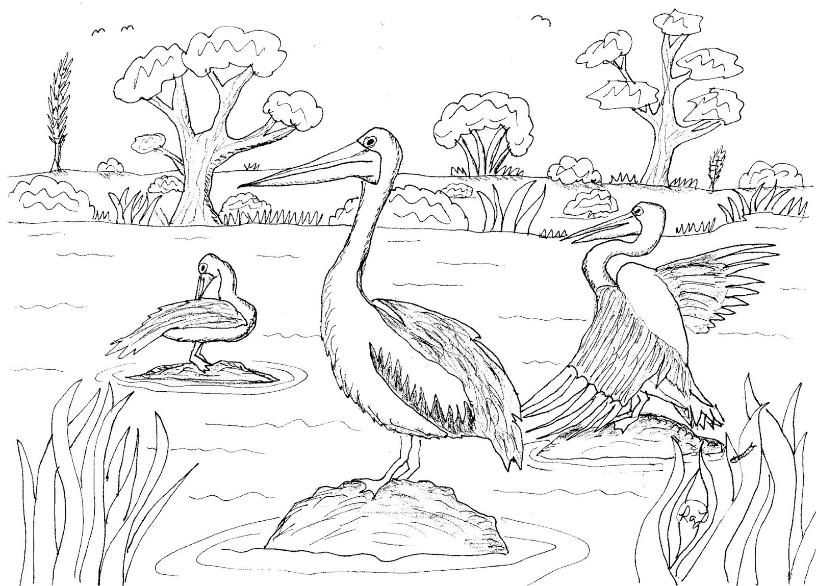 Robin's Great Coloring Pages: Birds of Australia Coloring Pages