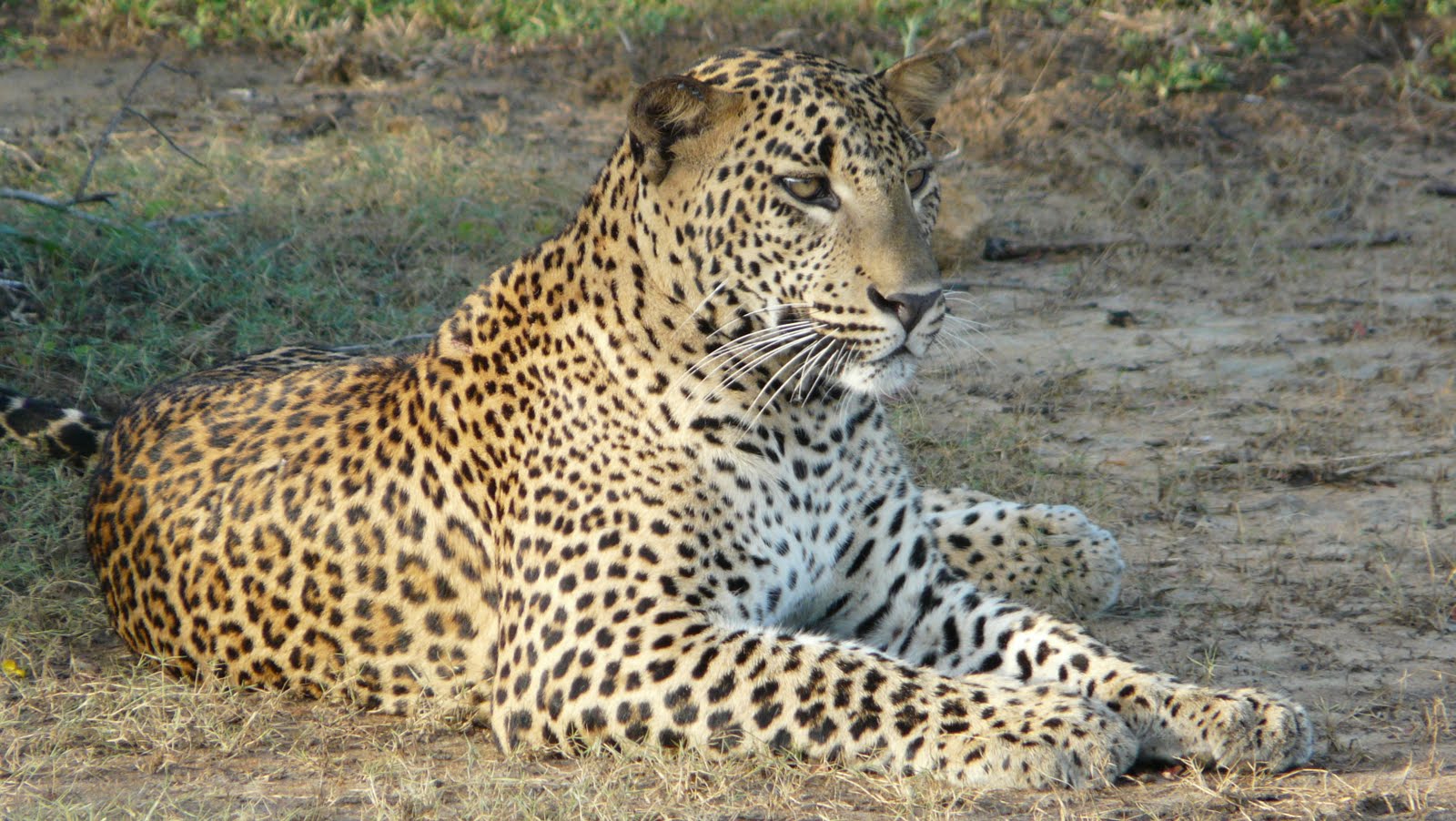Wild Animal in Sri Lanka (Picture Collection): Tiger in Yala Park