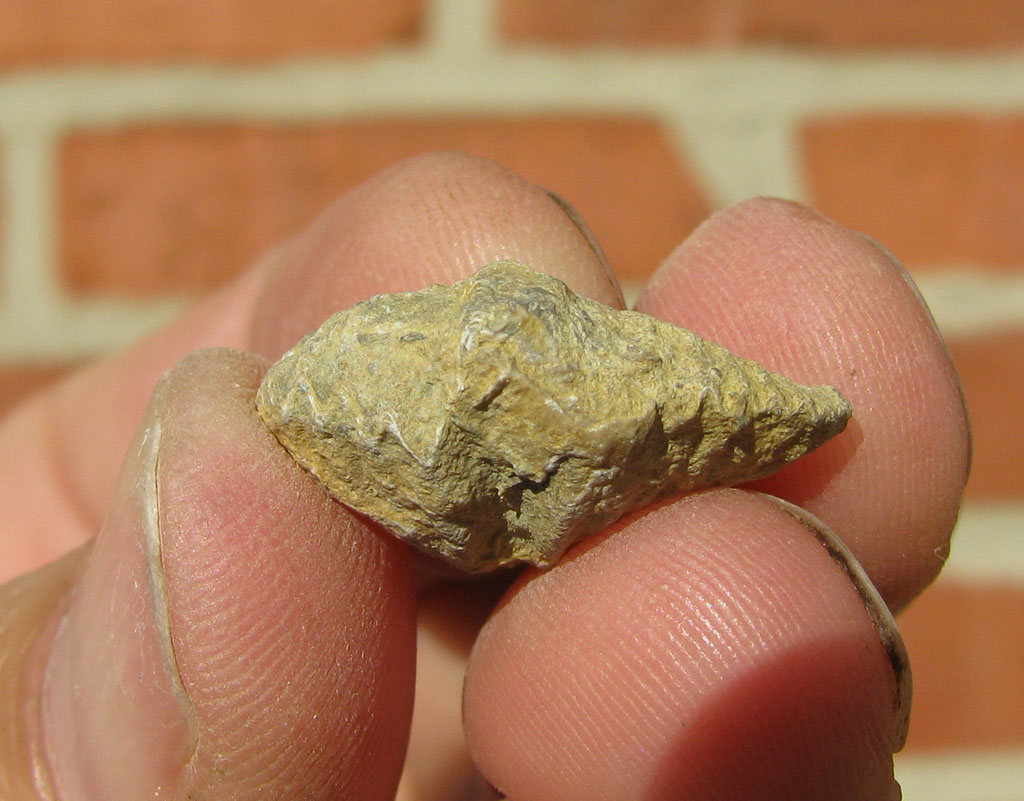 Views of the Mahantango: Anthracospirifer sp. brachiopod from the ...