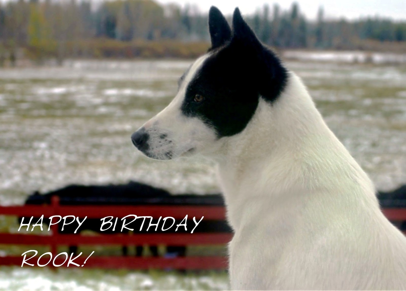 The Alberta Canaan Dog Crew: Happy Birthday to Sufat Sheleg Northern ...