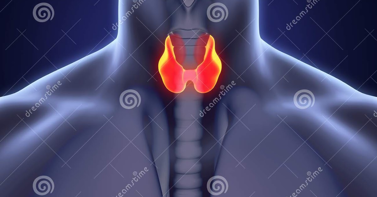 What is Thyroid: Anatomy, Blood Supply,Embyology,Muscle supply.