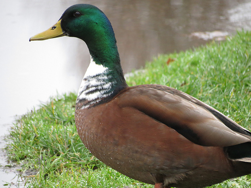 Metzer Farms Duck and Goose Blog: Duclair Ducks