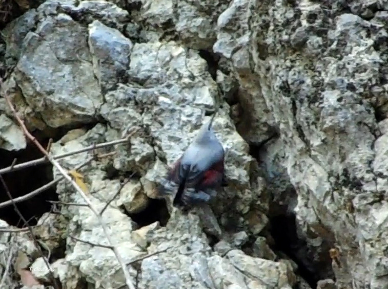 PASARI DIN ROMANIA: FLUTURASUL DE STANCA, Tichodroma muraria