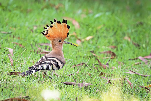 Eurasian hoopoe-Upupidae | Beauty of Wild Birds