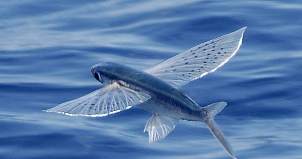 Erin's Blog: Flying Fish