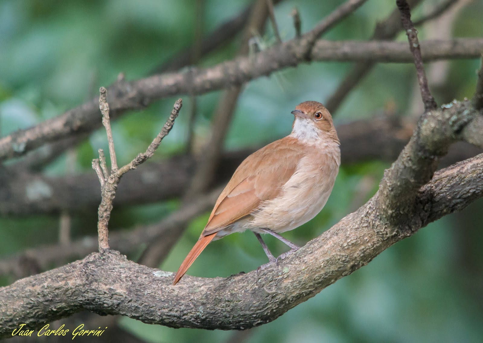 Aves Rosario de la Frontera Salta: Hornero, ave nacional de Argentina
