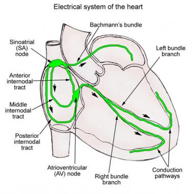CARDIOVASCULAR SYSTEM