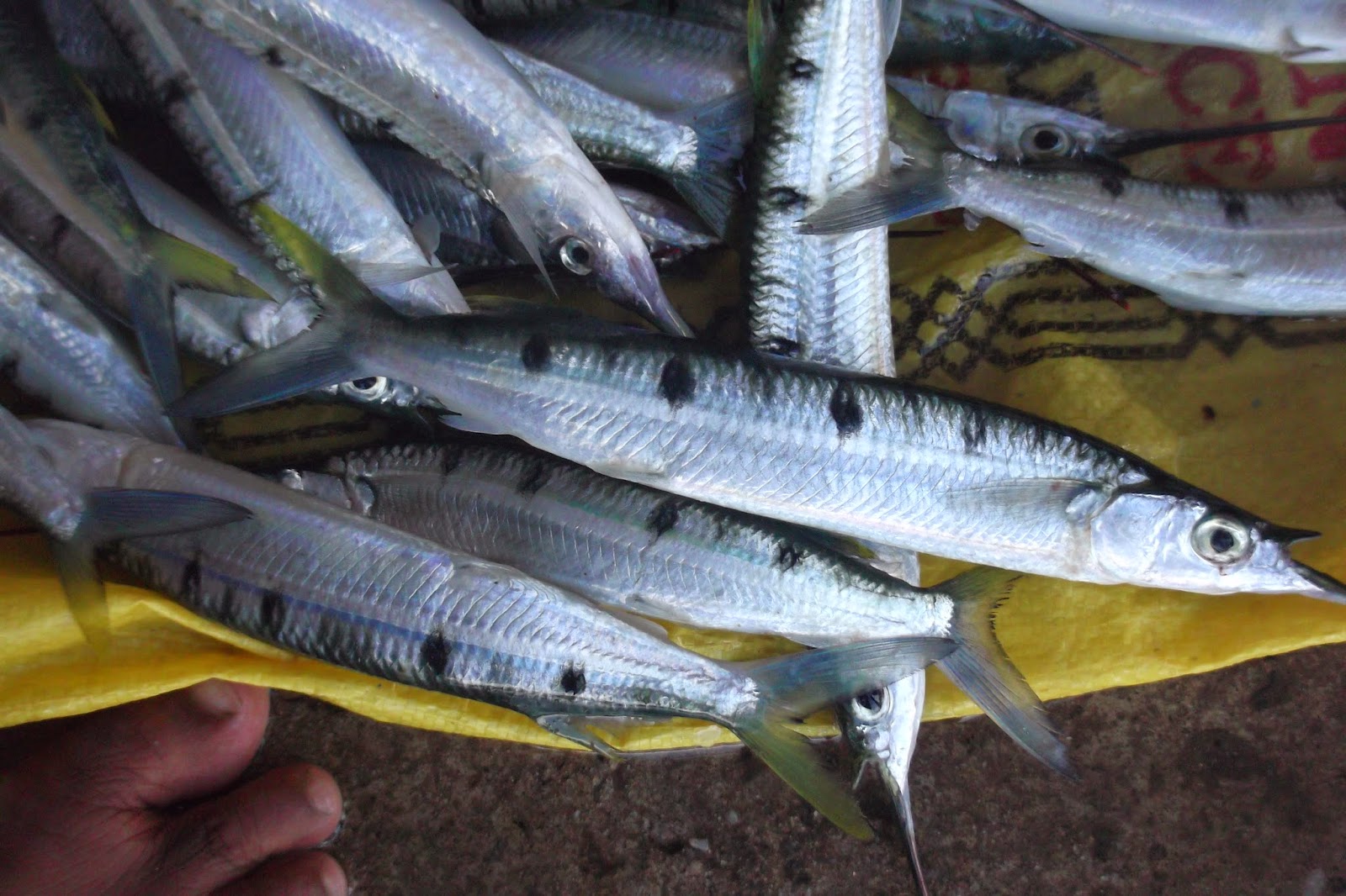NEGOMBO SEAFOODS: MORALLA