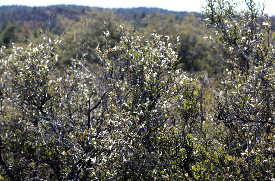 A photo, A thought............: Plant: Dominant chaparral flora....