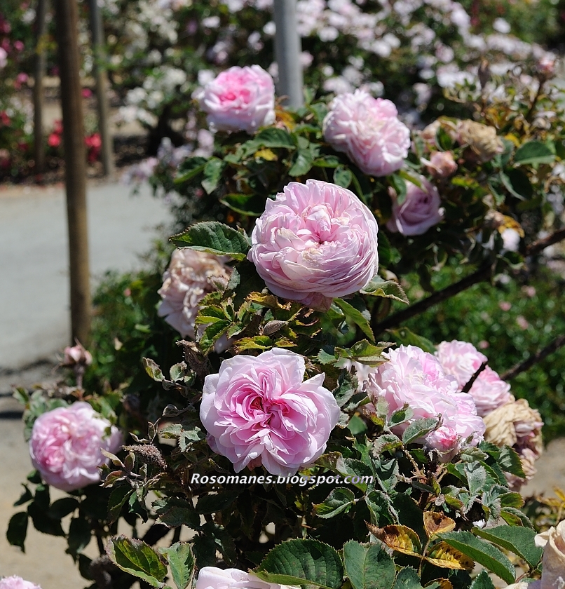 A Rose is a Rose...: Moss Roses