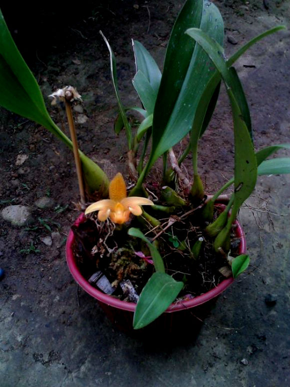 Wild orchids in sumatra: 700. 9. Bulbophyllum sumatranum forma `Yellow`