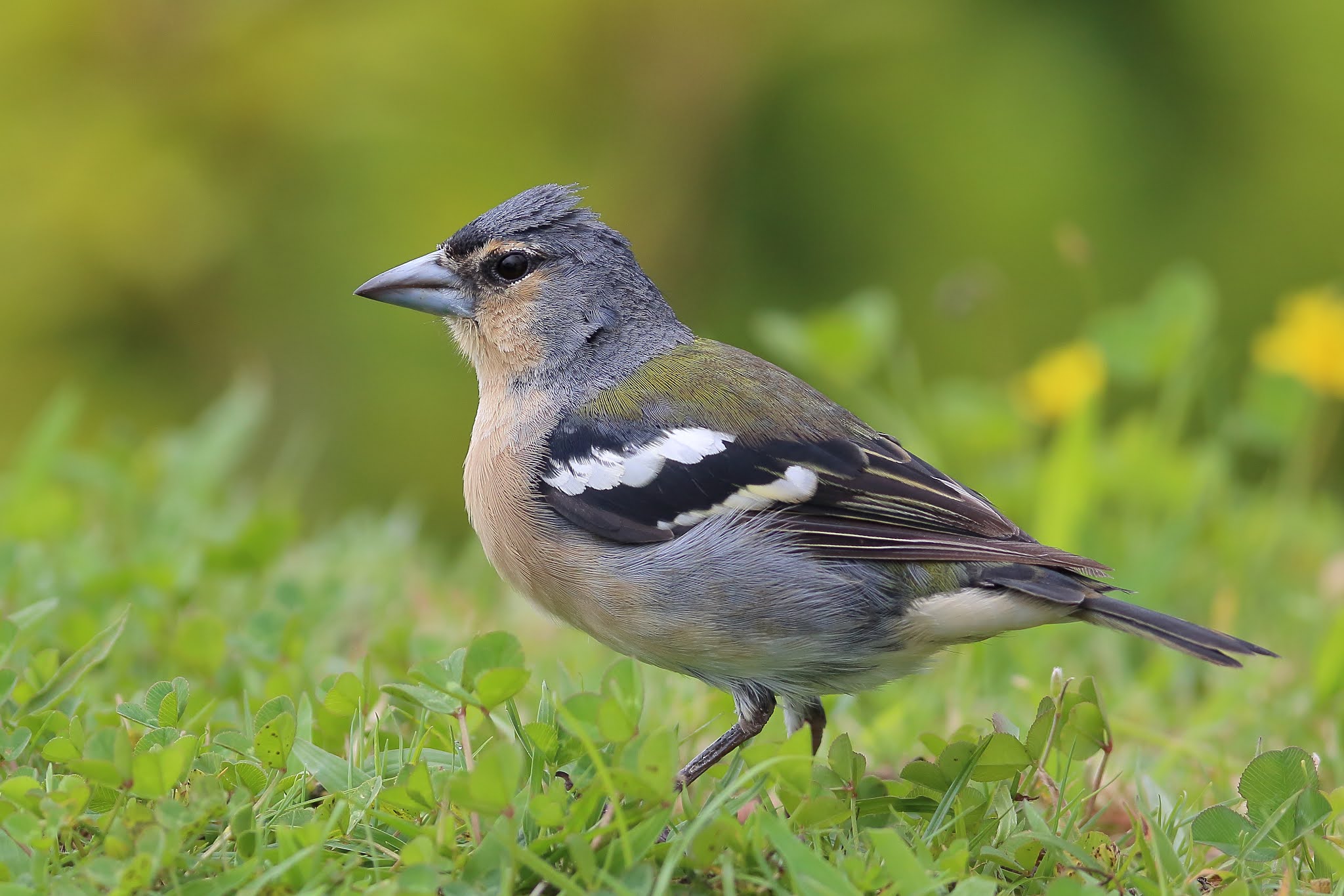 Viajes de pajareo, Spain birding trips: Pajareando por Azores. Birding ...