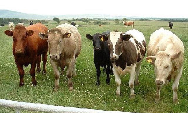 Haciendas Caucanas: Contexto