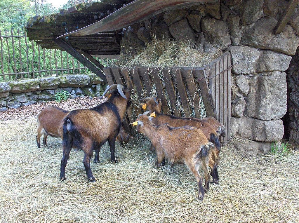 bettips: Animais da quinta