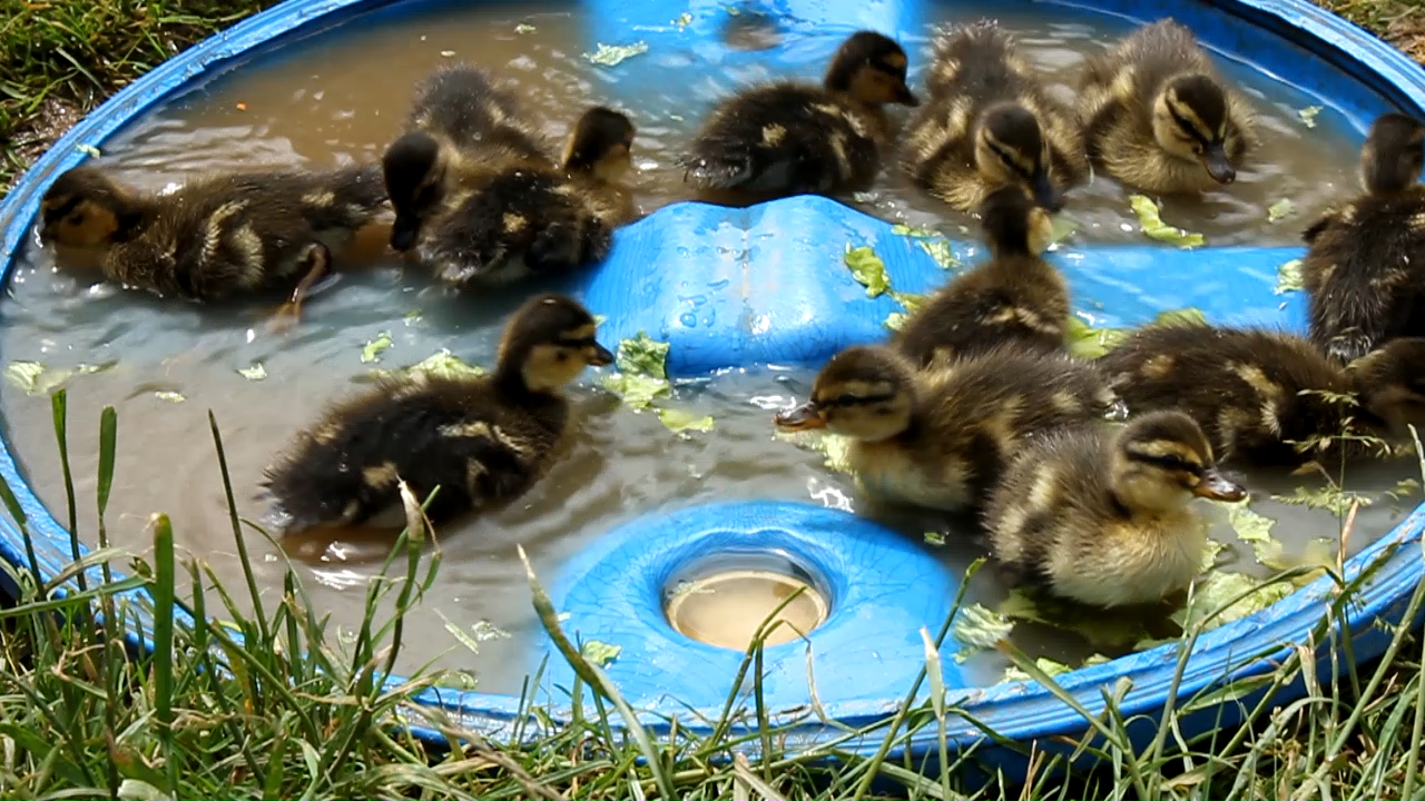 Duckling disaster 2. Getting hen-hatched ducklings accepted back by the ...