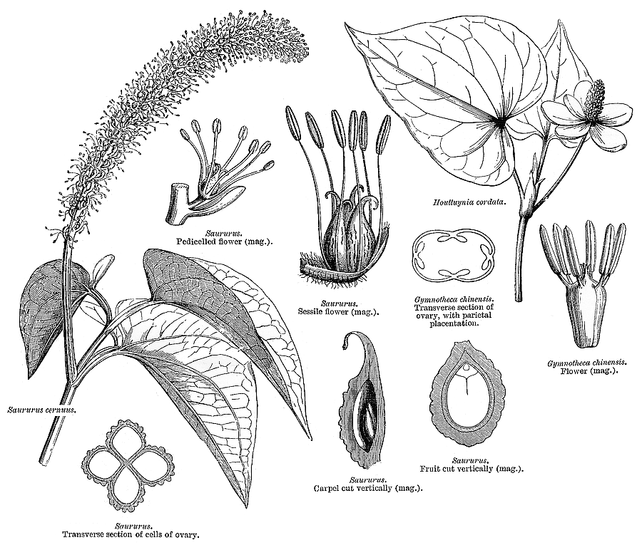 PLANT FAMILIES OF PUERTO RICO AND FLORIDA PAPO VIVES: SAURURACEAE ...