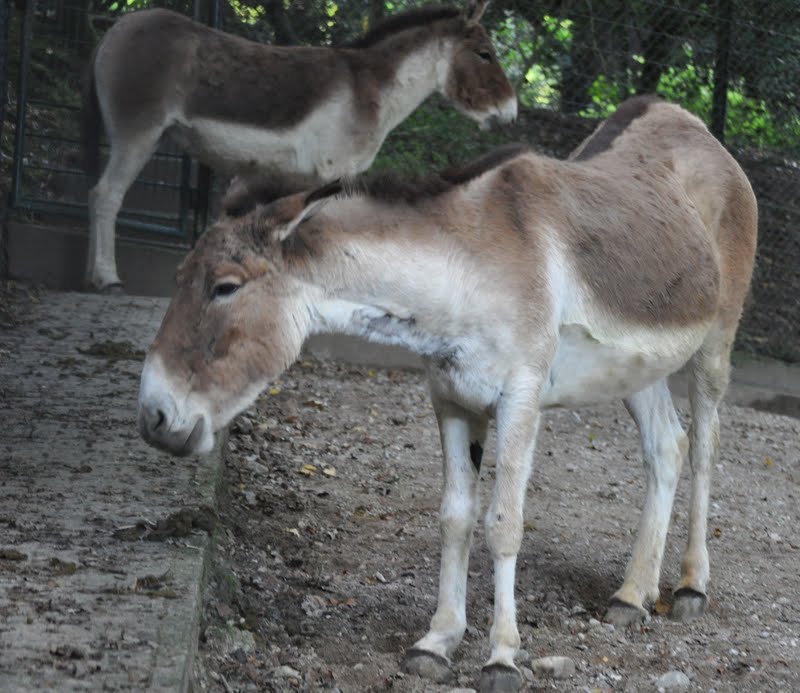 ZOOTOGRAFIANDO (6.100 ANIMALS): KIANG / KIANG (Equus kiang)
