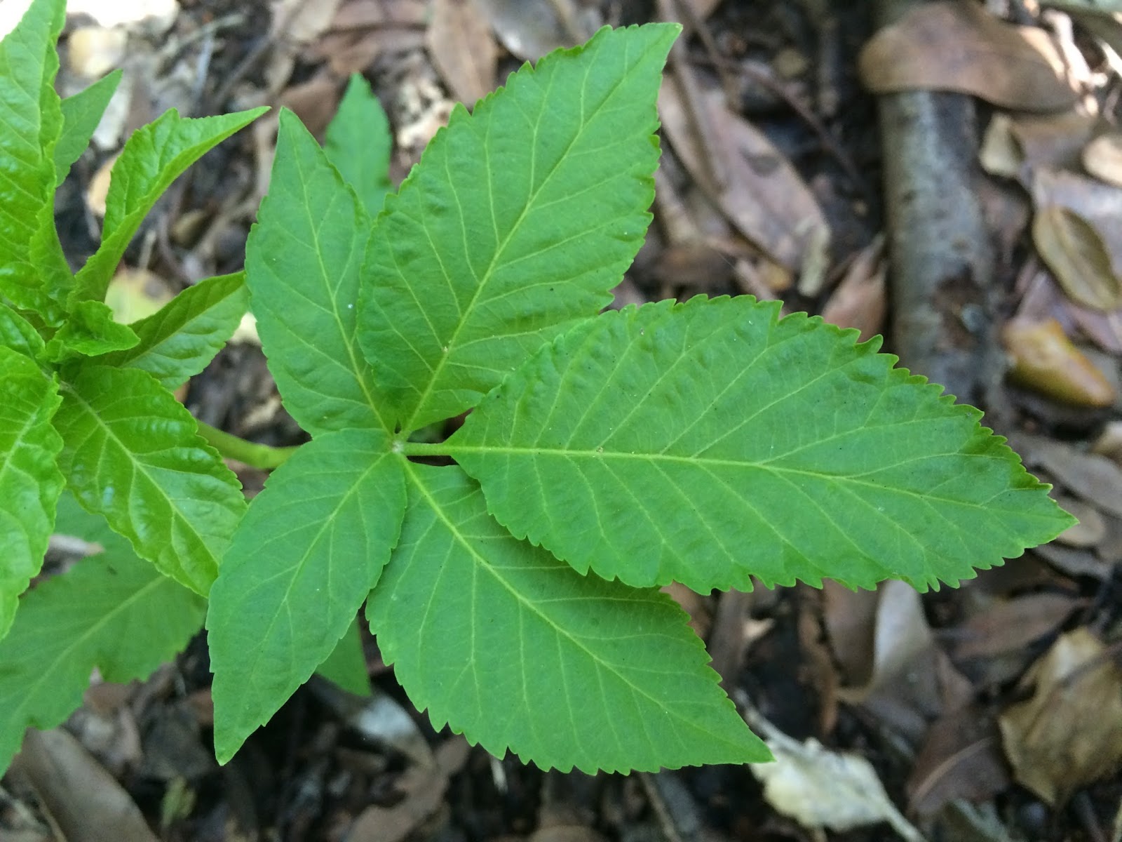 Plant Terminology : Compound Leaf Types