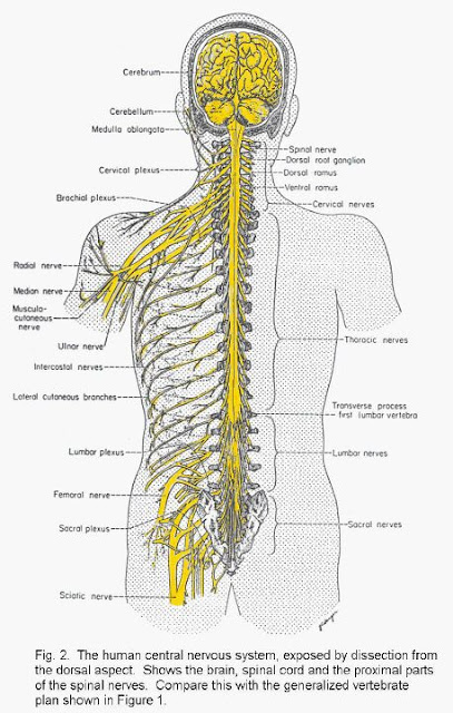 Classification of Nervous System ~ Study of Biological Science