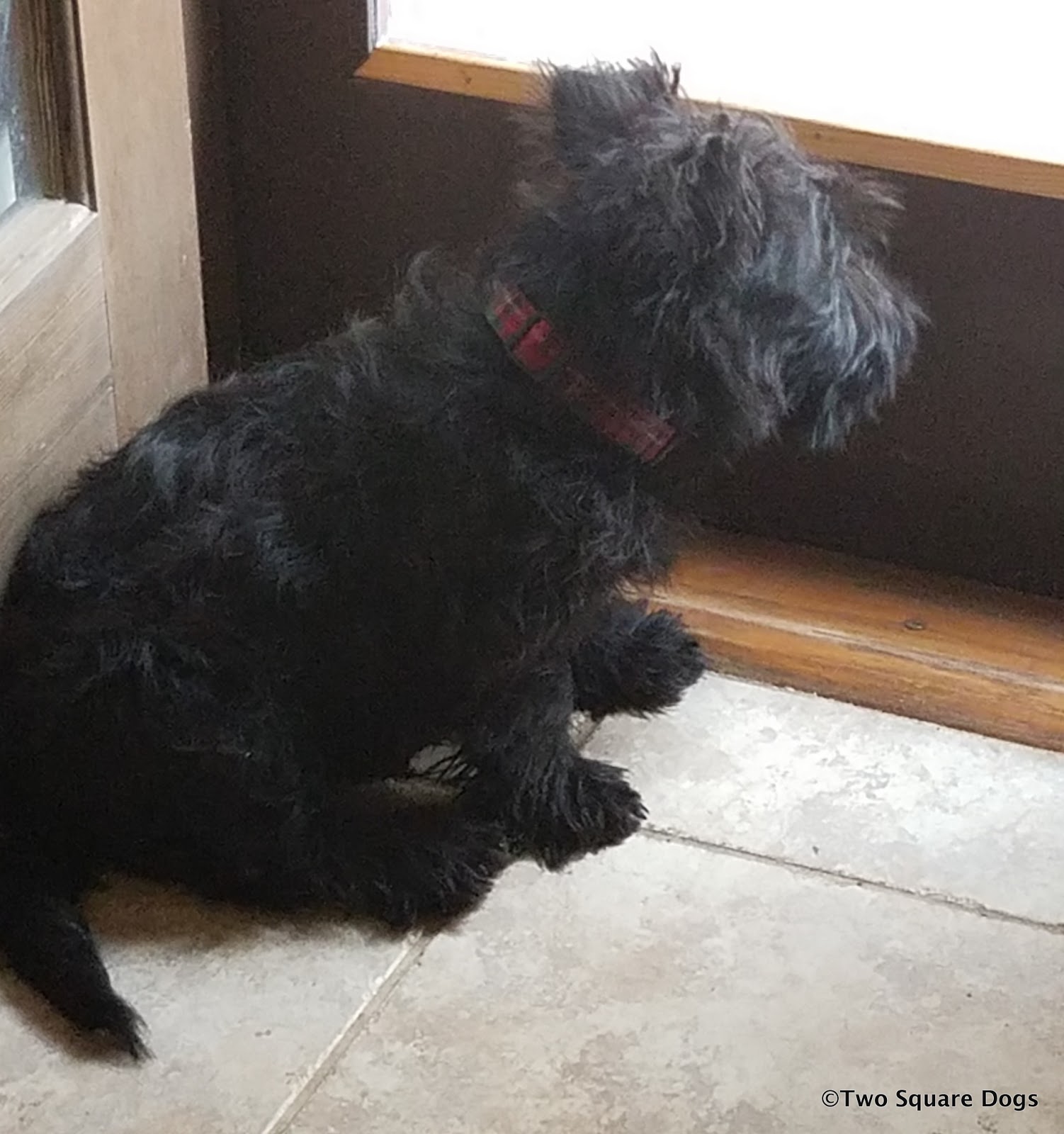 Two Little Square Black Dogs: Square Dog Friday...puppy bootcamp