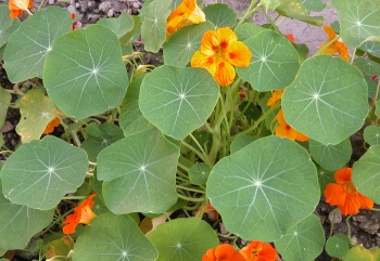 Hoja Peltada (peltata): - Botánica integra