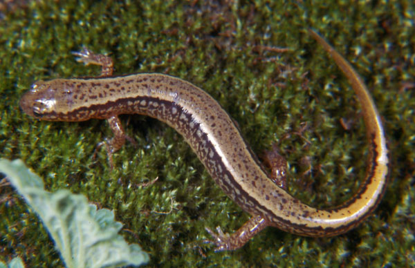 Wildlife Monitor: Stream Salamander Survey, Van Winkle Rd., 9/13/11
