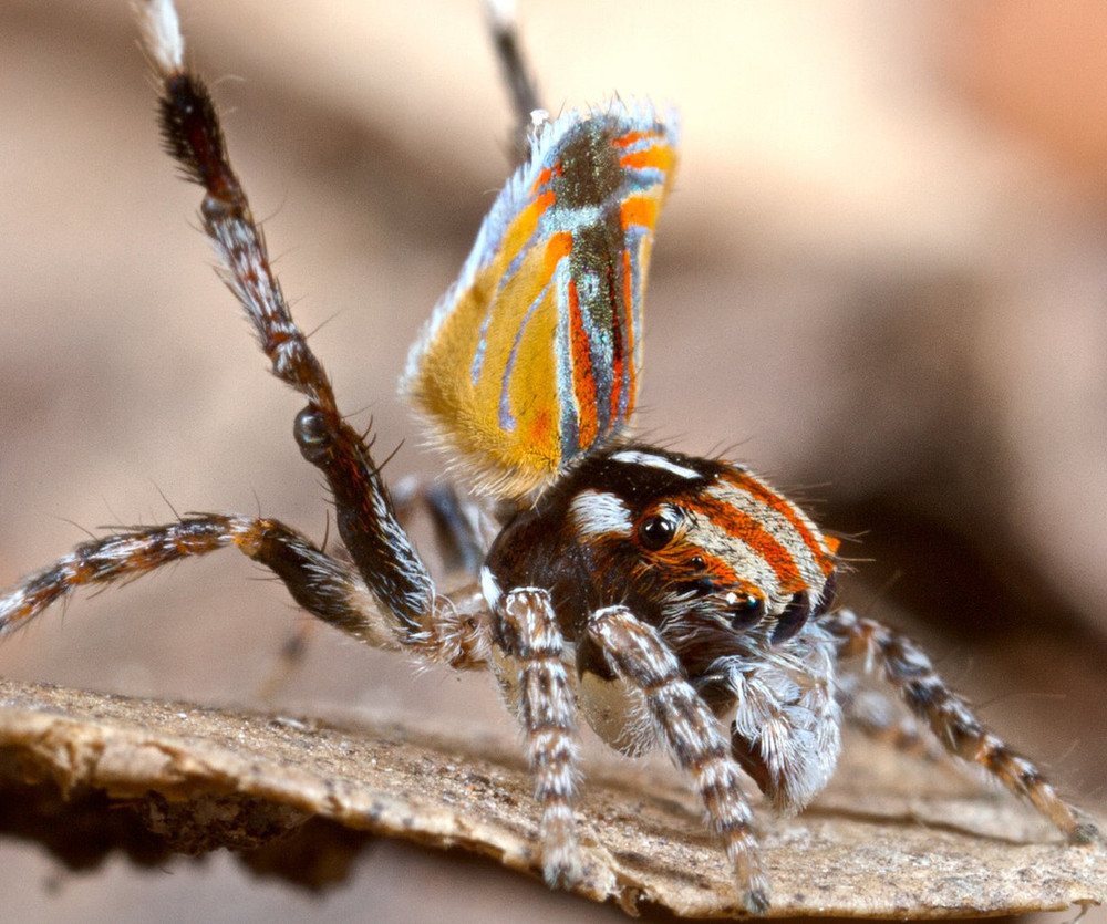 Peacock Spider (Maratus Volans)